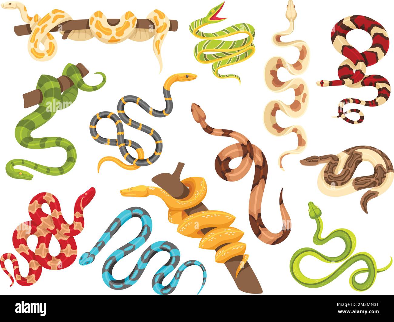 Tropical Snakes. Exotic Viper, Python On Tree Branch And Terrarium 