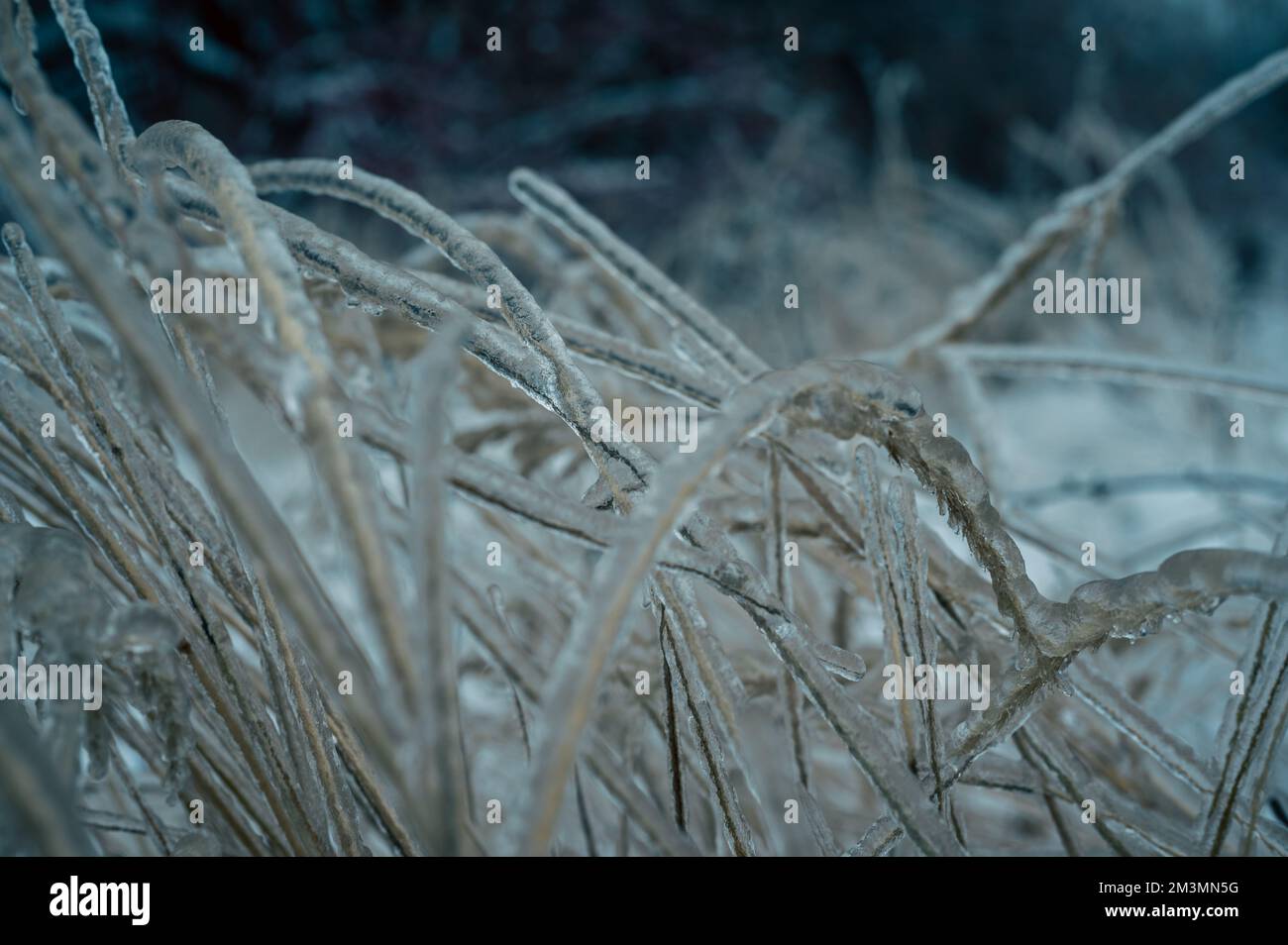 Freezing rain winter. Ice and snow on branch after Freezing rain ...