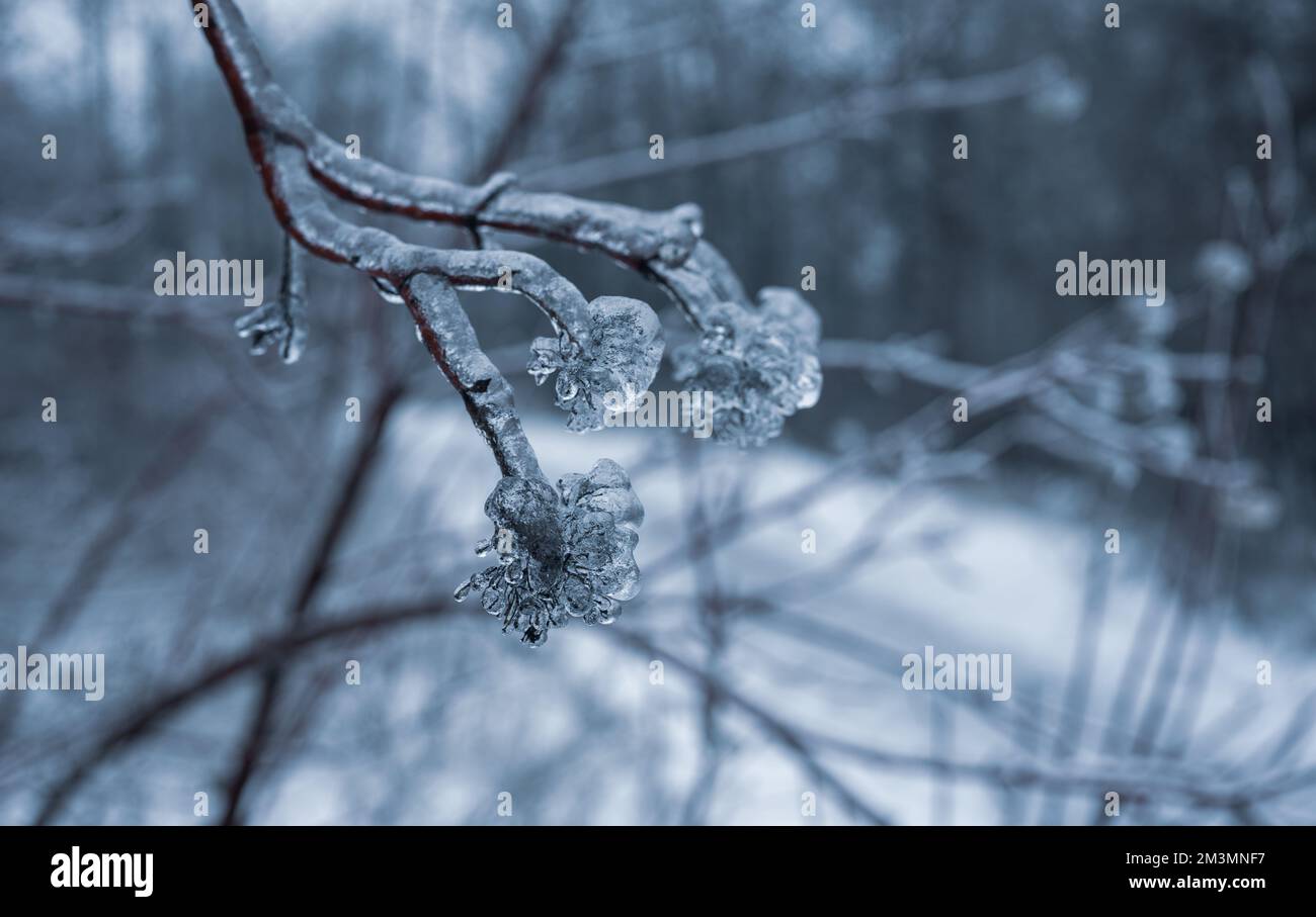 Freezing rain winter. Icicles on twig formed by freezing rain. Closeup ...