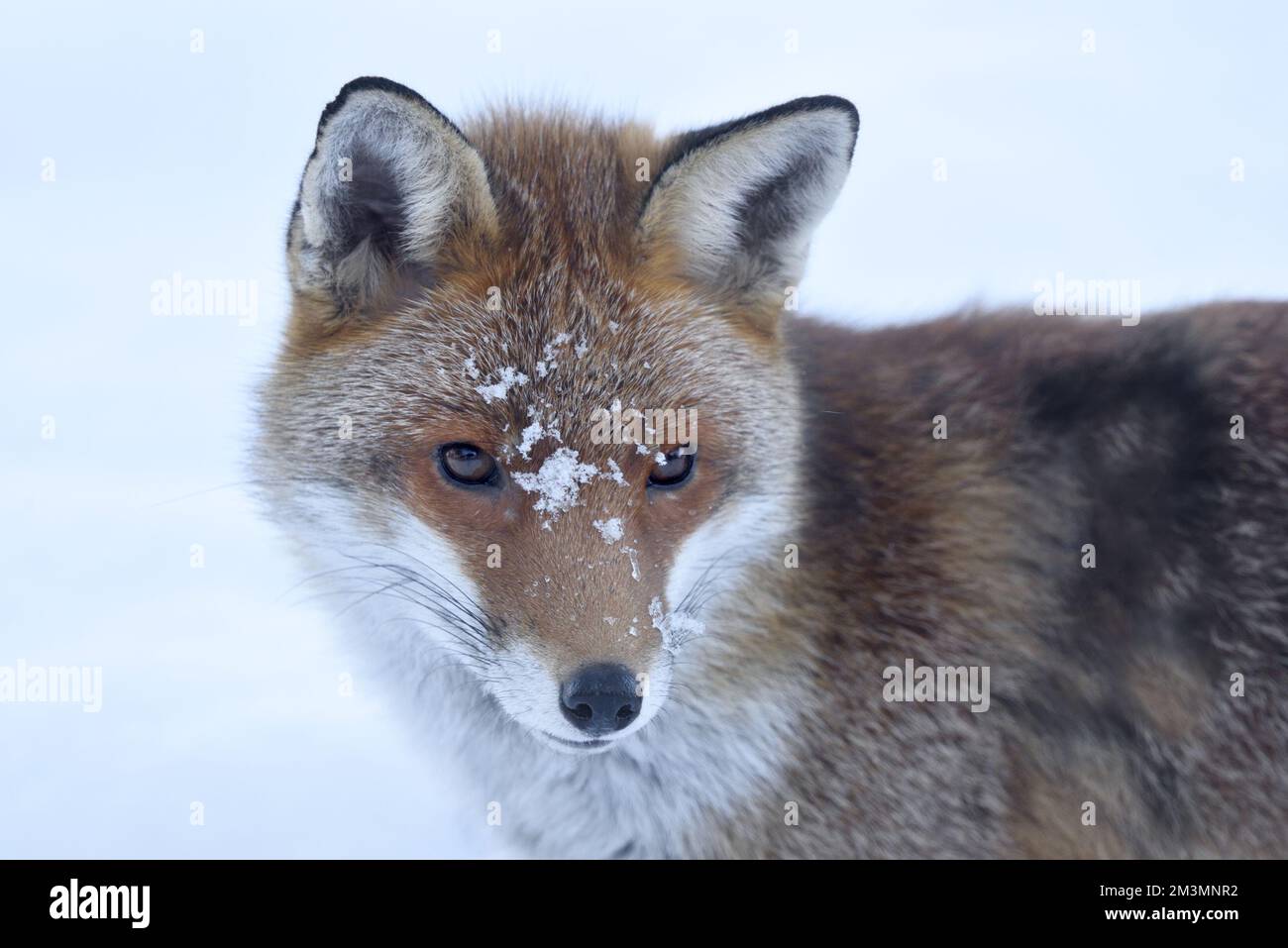Vulpes european red fox hi-res stock photography and images - Alamy