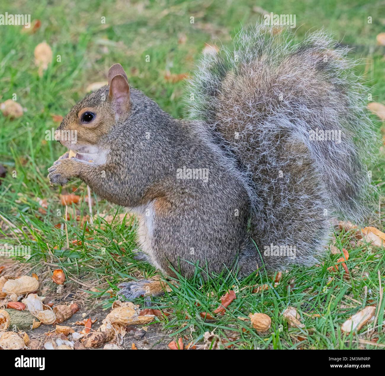 A closeup shot of a fluffy gray squirrel eating a peanut in a park in ...