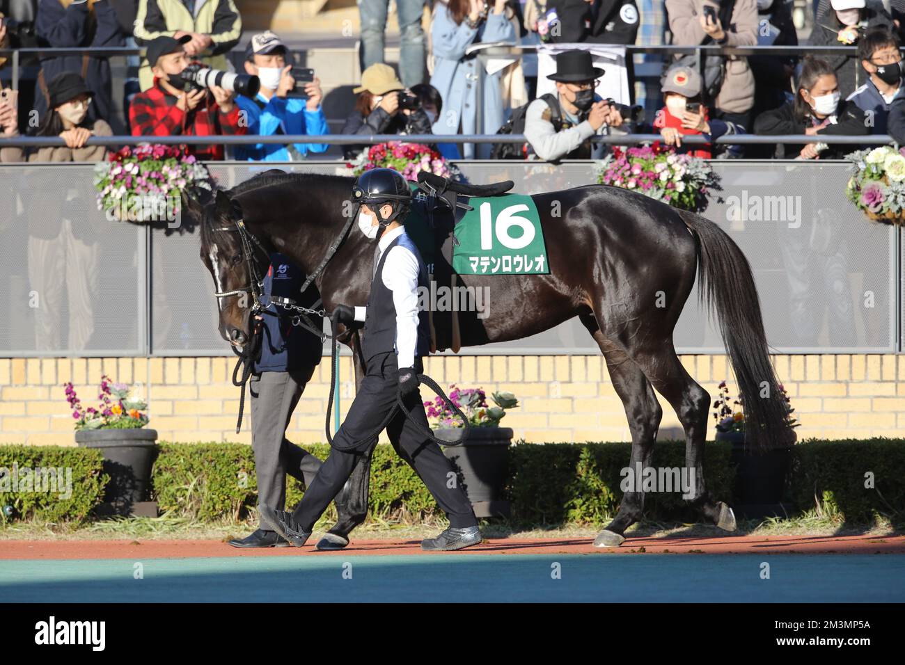 Matenro Leo is led through the paddock before the Chunichi Shimbun Hai ...