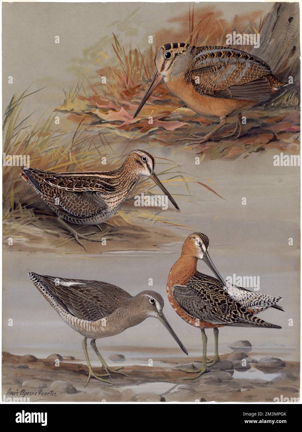 Plate 25: Woodcok, Wilson's Snipe, Dowitcher , Scolopax, Common snipe ...