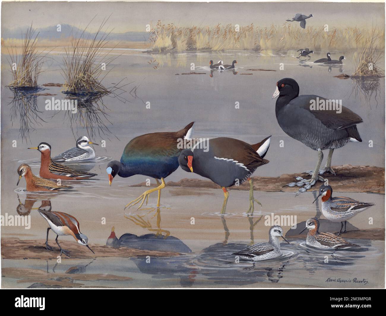 Plate 24: Coot, Red Phalarope, Purple Gallinule, Florida Gallinule ...