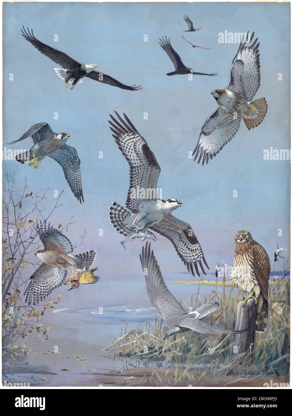 Plate 37: Bald Eagle, Turkey Vulture, Red-tailed Hawk, Duck Hawk ...