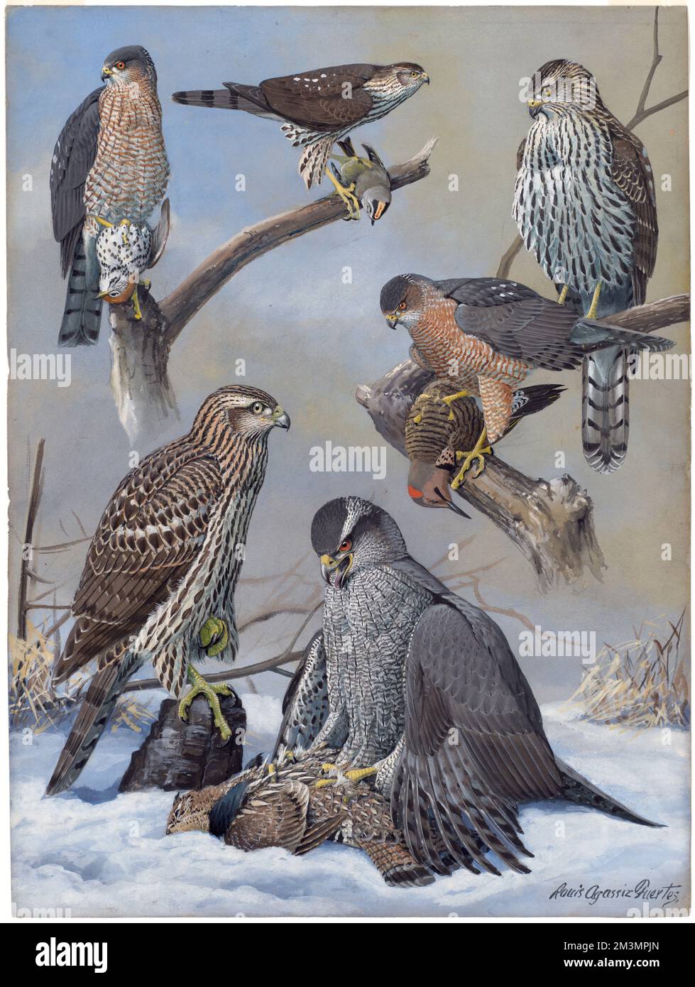 Plate 39: Shart-shinned Hawk, Cooper's Hawk, Goshawk , Sharp-shinned ...