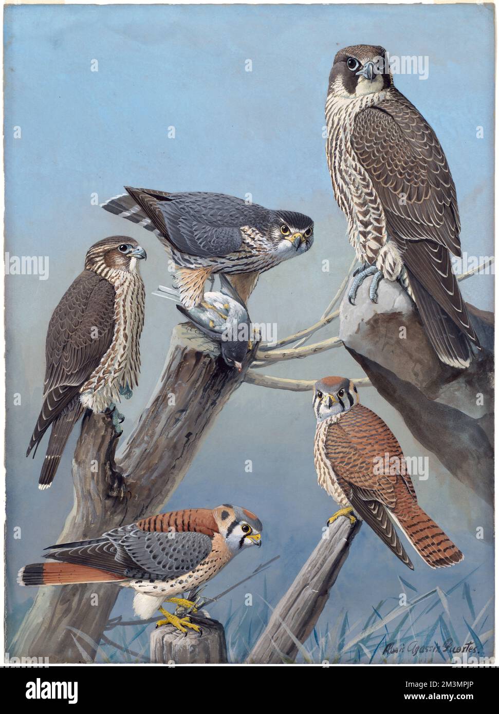 Plate 44: Pigeon Hawk, Duck Hawk, Sparrow Hawk , Merlin bird, Peregrine ...