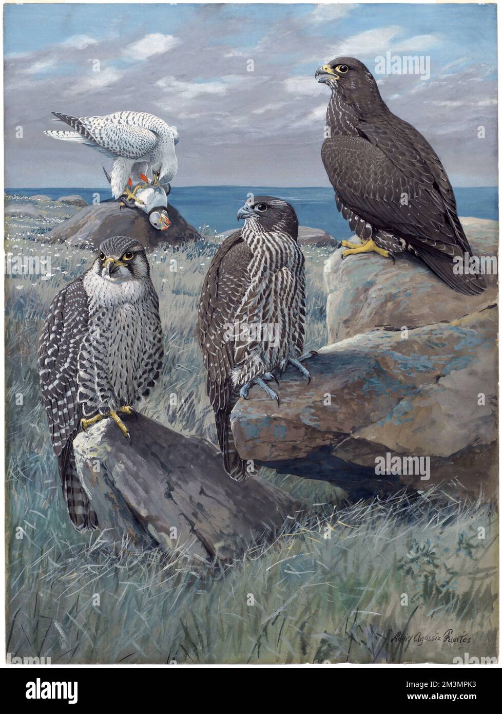 Plate 42: White Gyrafalcon, Gyrafalcon, Black Gyrafalcon , Gyrfalcon ...