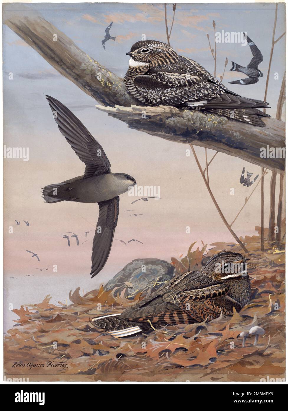 Plate 53: Nighthawk, Chimney Swift, Whip-poor-will , Nighthawks ...
