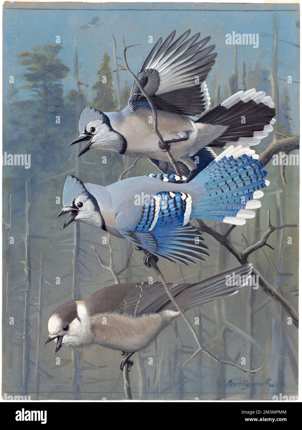 Jay bird illustration hi-res stock photography and images - Alamy