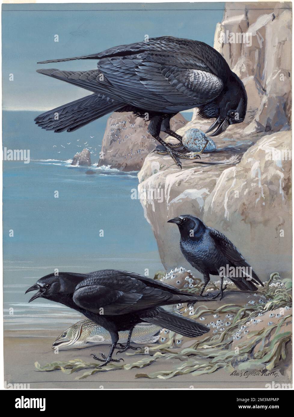 Ravens anatomy hi-res stock photography and images - Alamy