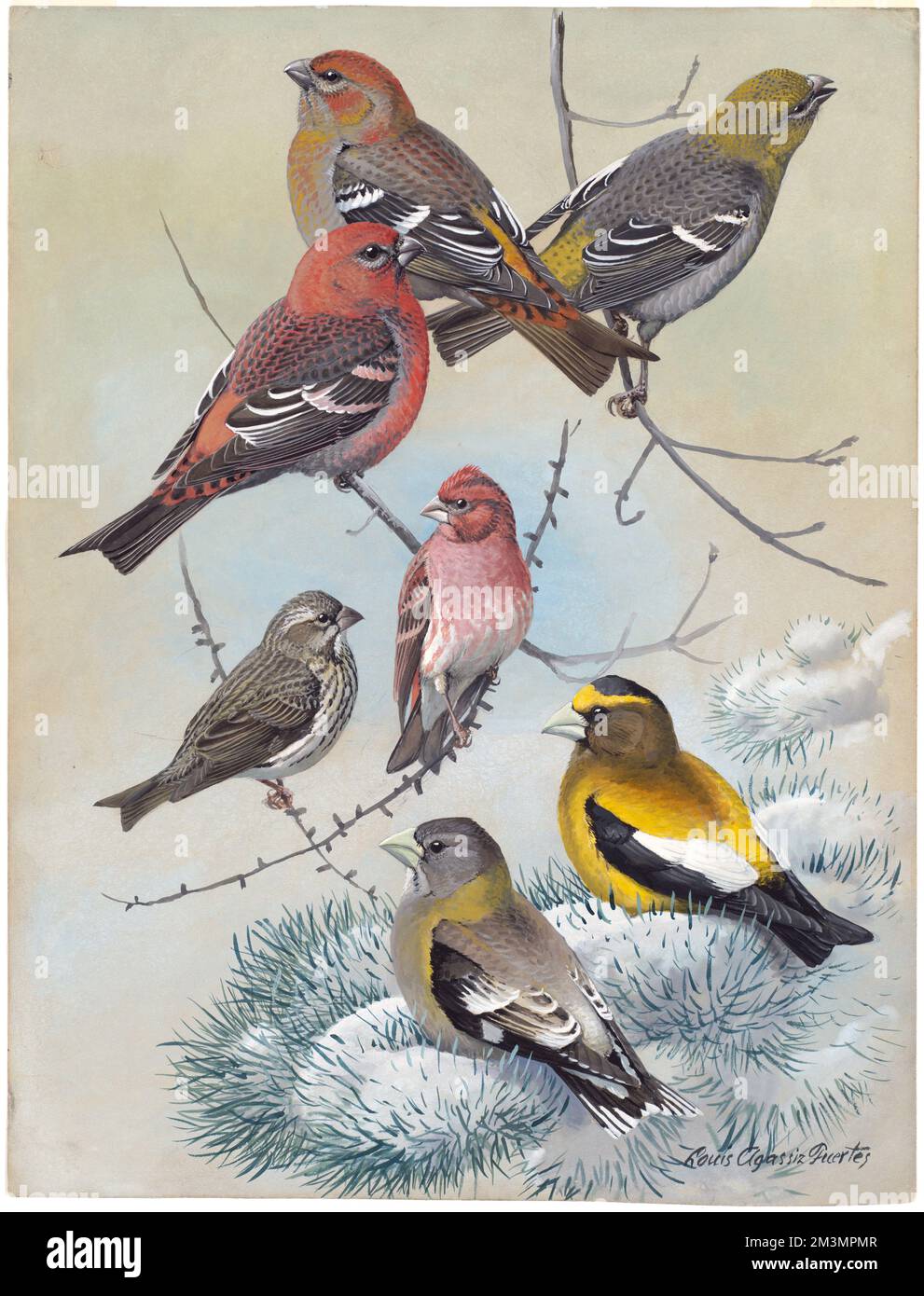Species evening grosbeak hi-res stock photography and images - Alamy