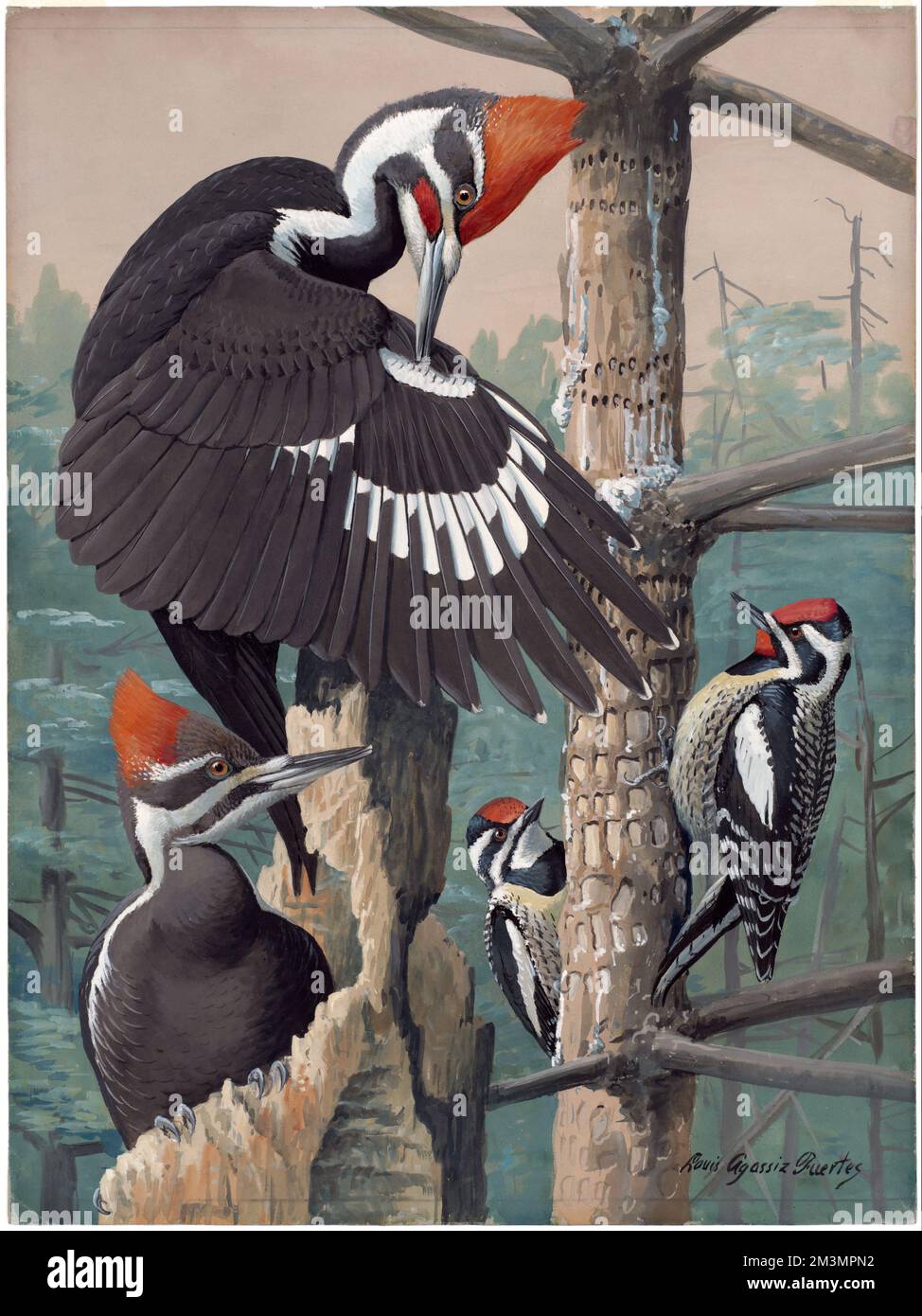 Plate 51: Northern Pileated Woodpecker, Yellow-bellied Sapsucker ...