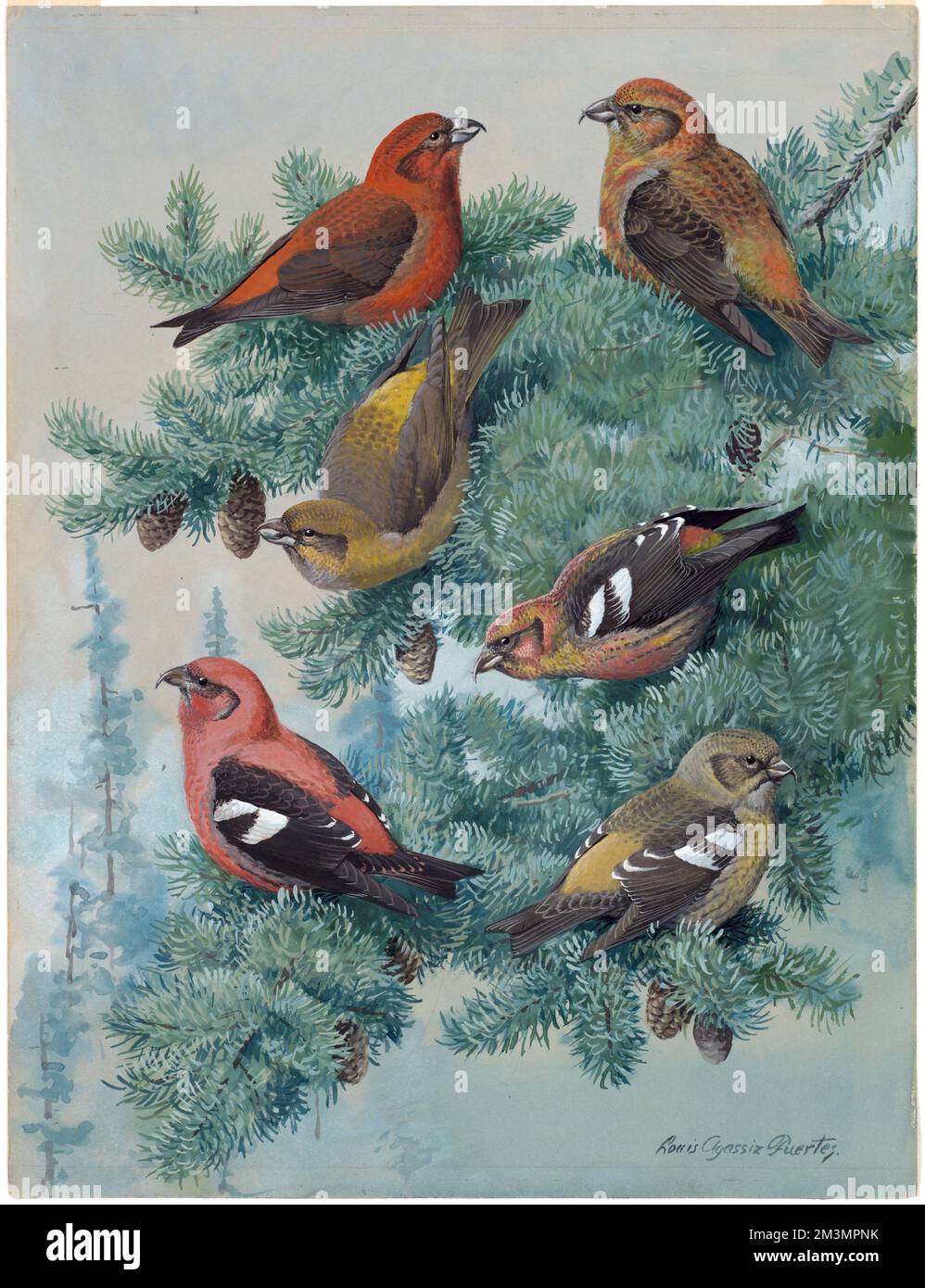 Plate 64: Crossbill, White-winged Crossbill , Crossbills Stock Photo ...