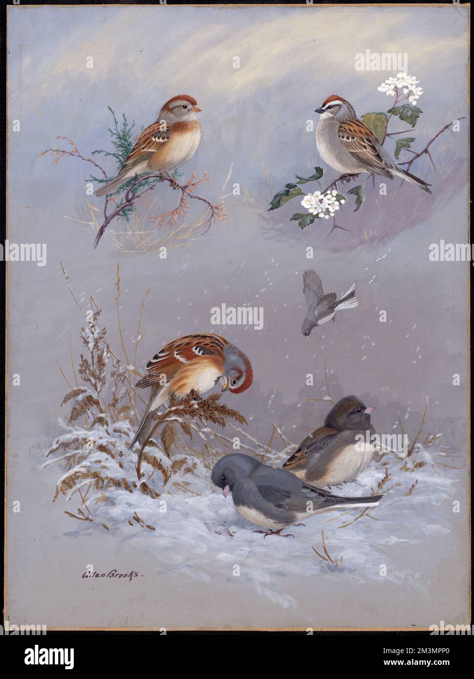 Plate 71: Field Sparrow, Chipping Sparrow, Tree sparrow, Slate-colored ...