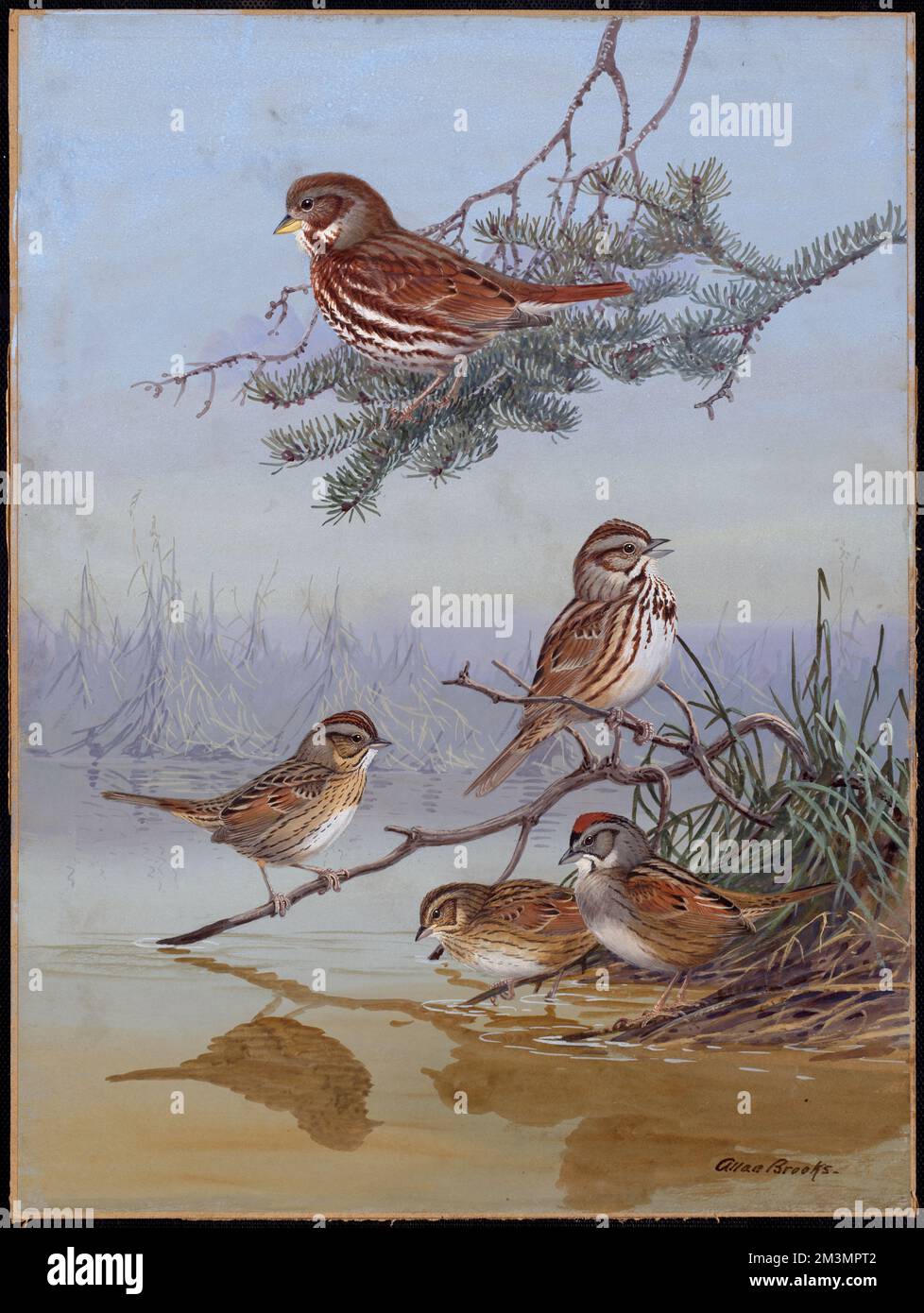 Plate 72: Fox Sparrow, Song Sparrow, Lincoln's Sparrow, Swamp Sparrow ...