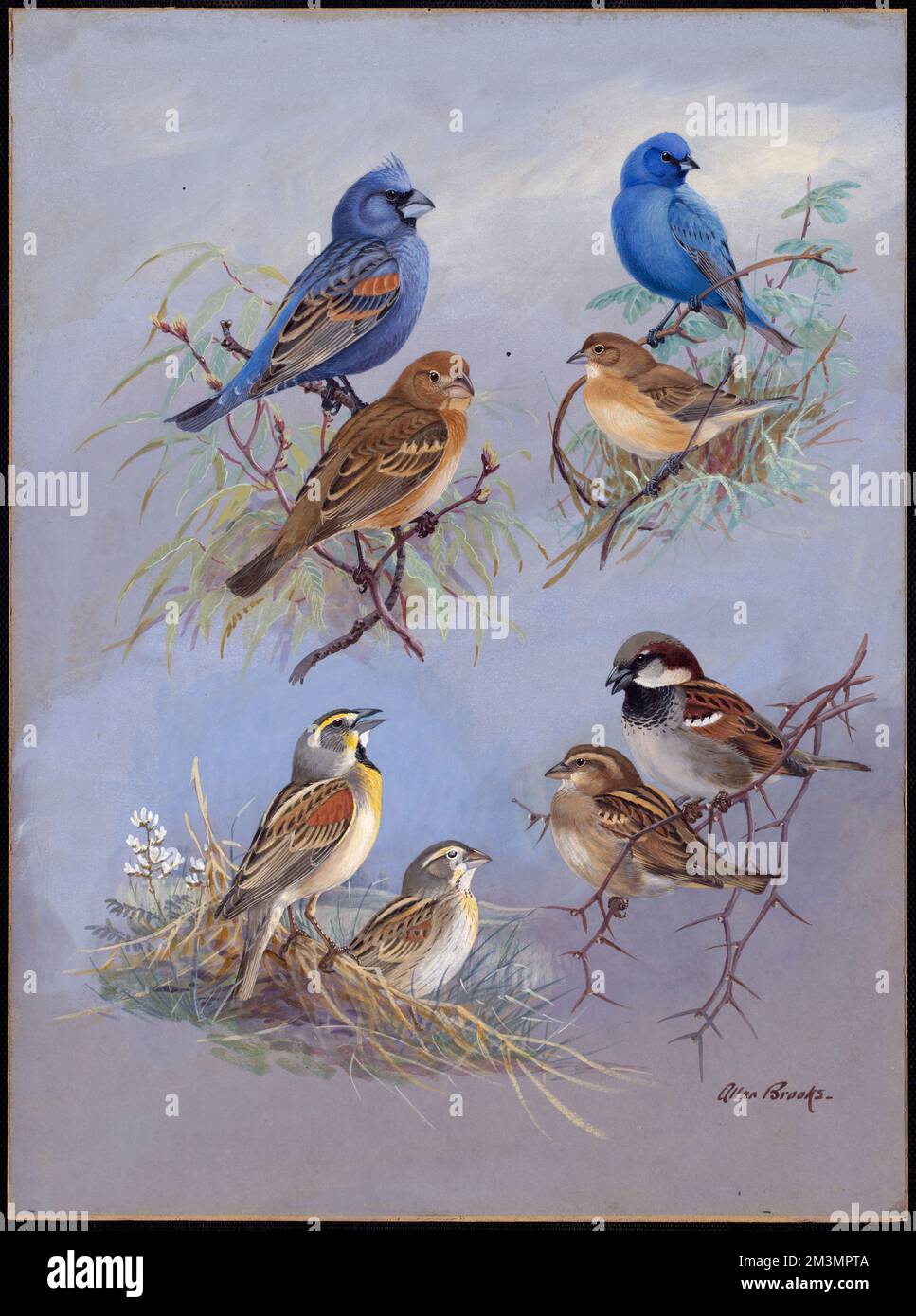 Indigo bunting (#74 Stock Photo - Alamy