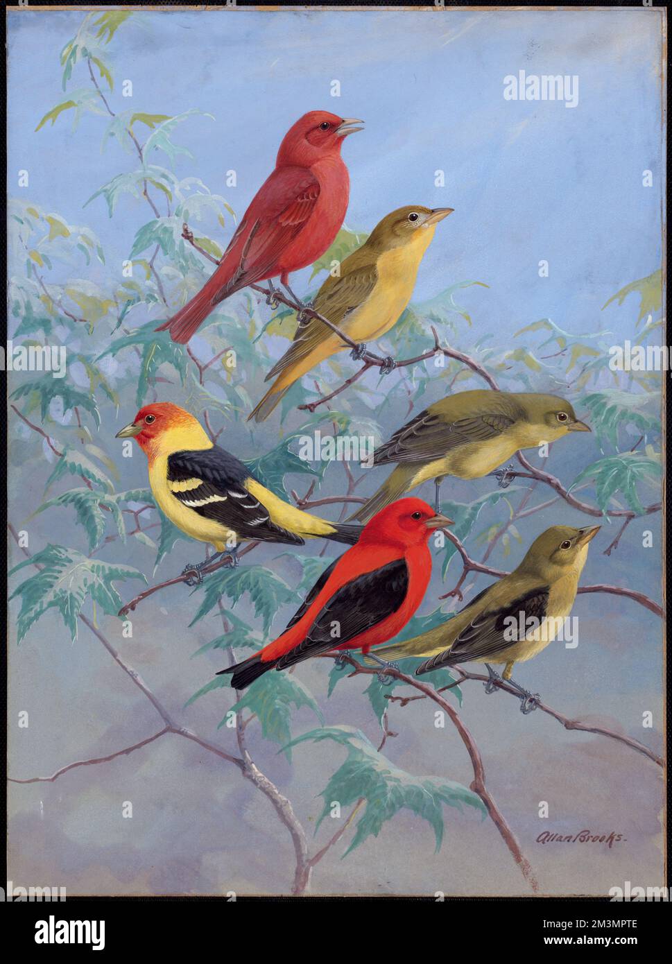 Plate 75: Summer Tanager, Western Tanager, Scarlet Tanager , Tanagers ...