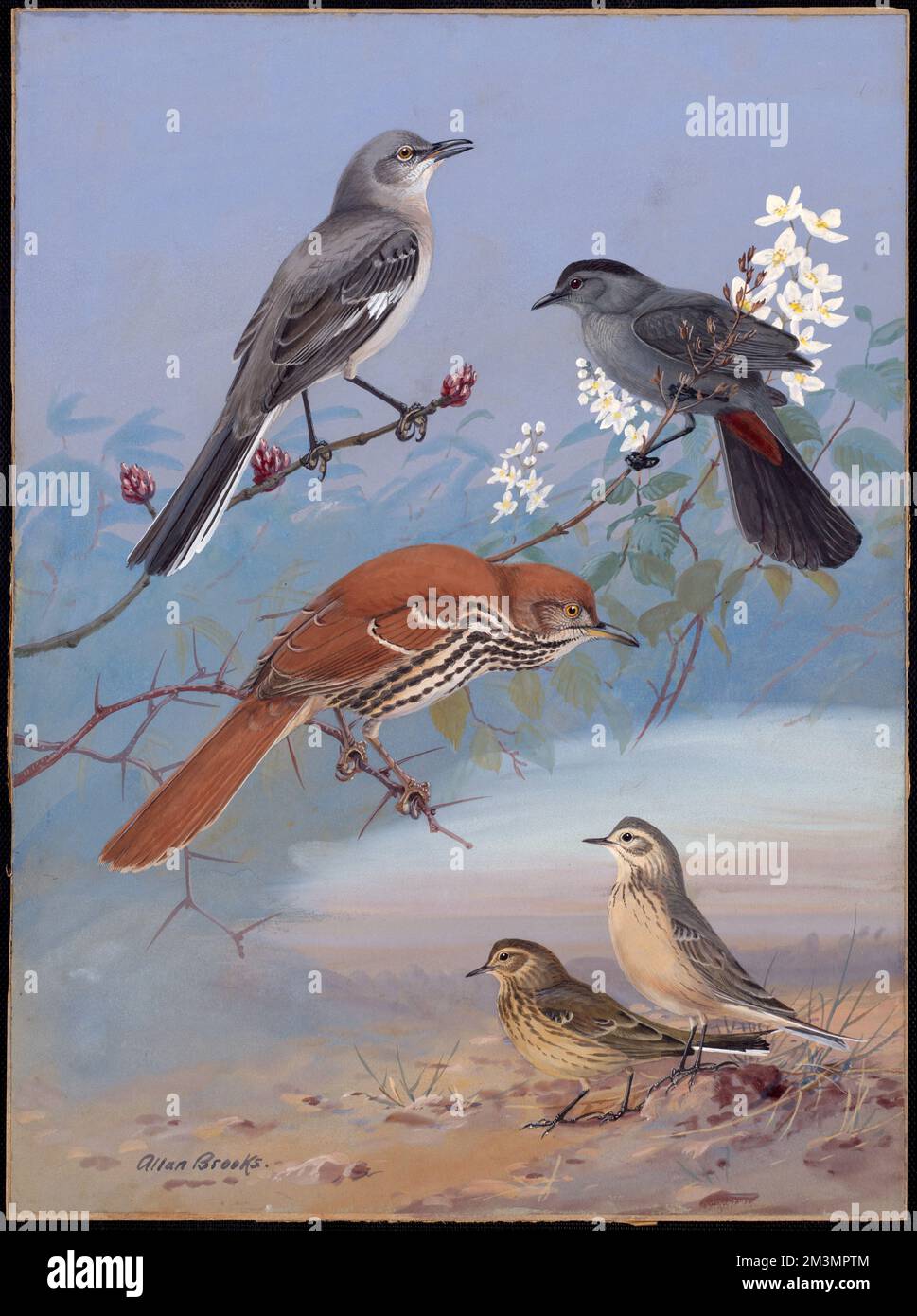 Plate 88: Mockingbird, Catbird, Brown Thrasher, Pipit , Mockingbirds ...