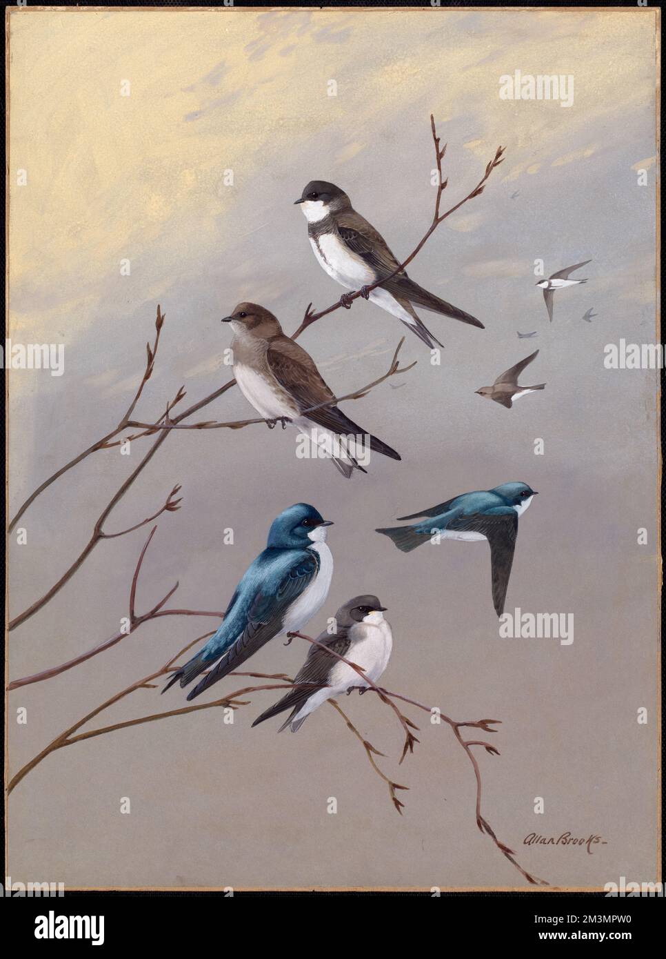 Plate 77: Bank Swallow, Rough-winged Swallow, Tree Swallow , Bank ...