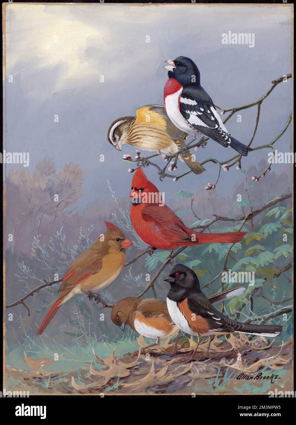 Plate 73: Rose-breased Grosbeak, Cardinal, Towbee , Grosbeaks ...
