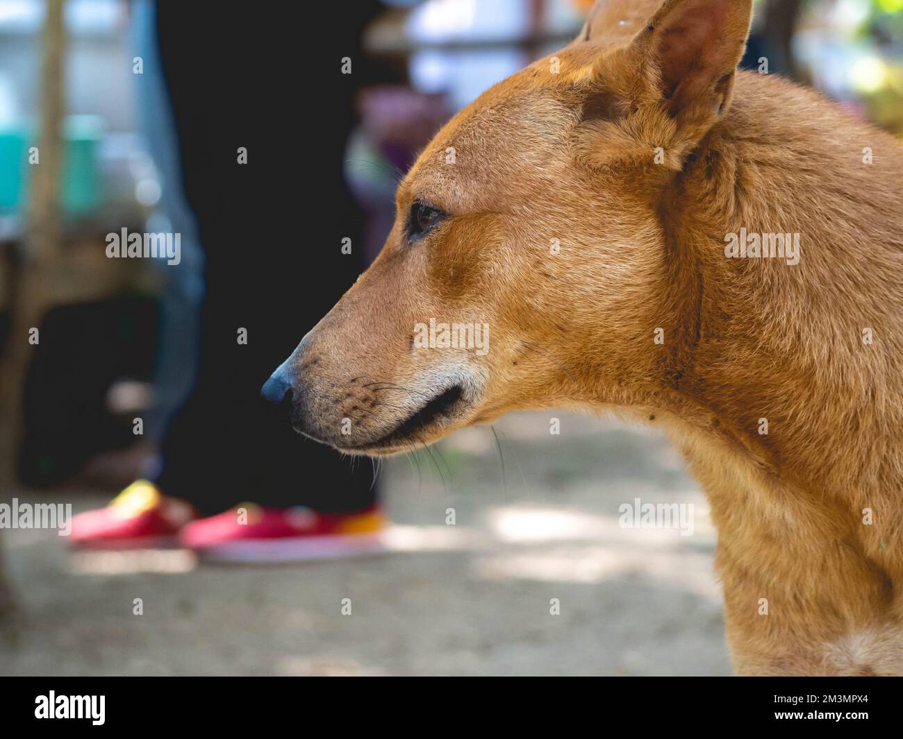Brown dog face looking forward Stock Photo - Alamy