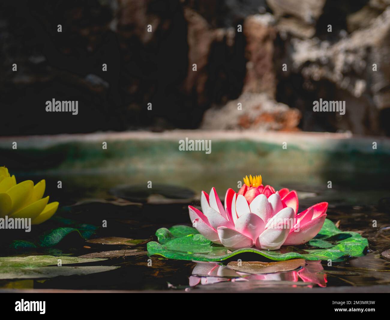 Red and white lotus flower in the basin of water Stock Photo - Alamy