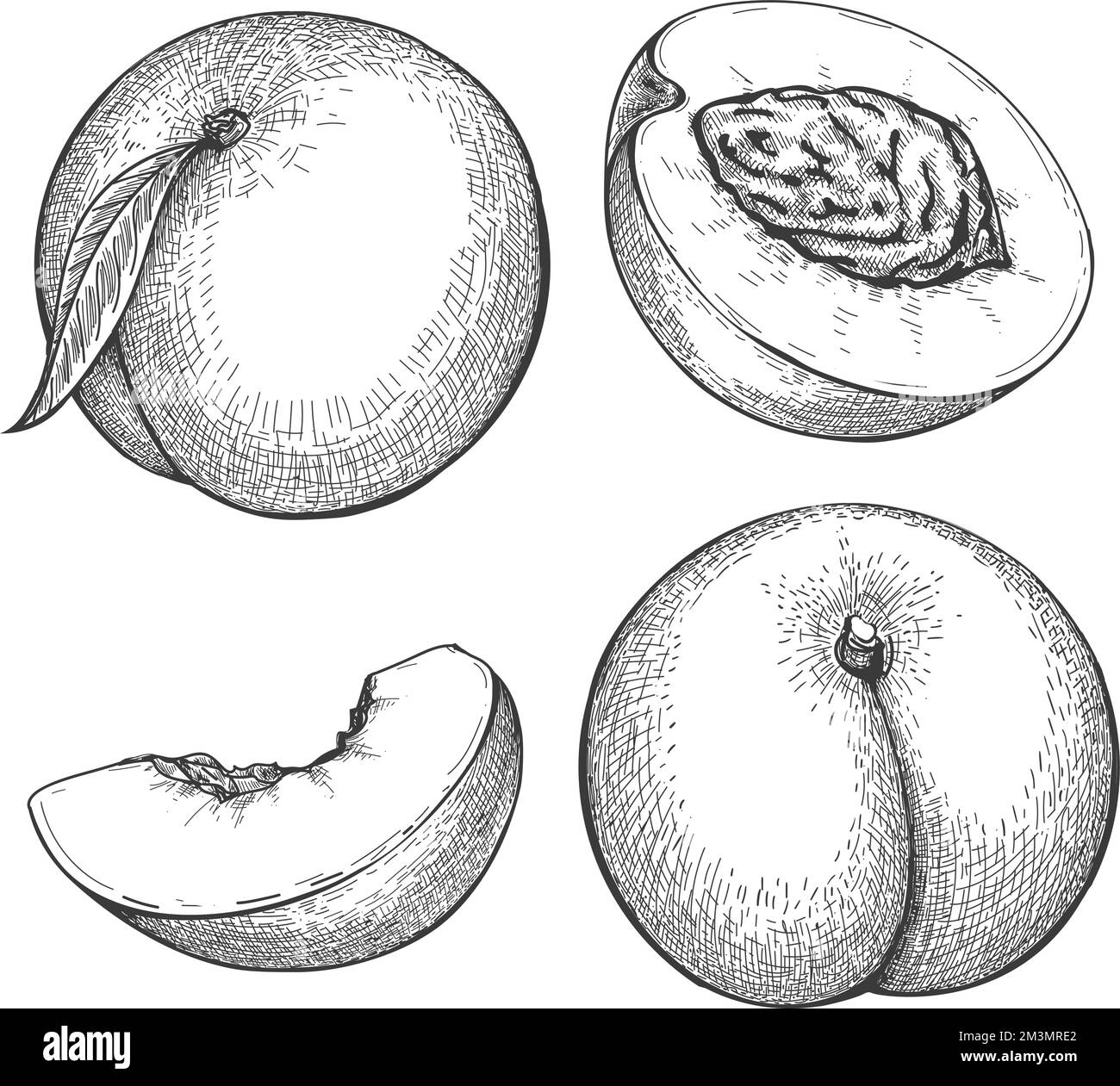 Hand drawn peach Stock Vector Image & Art - Alamy