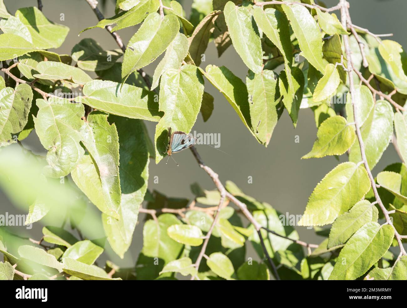 Perched Four-Spotted Sailor (Dynamine postverta) at Jalpan Reservoir ...