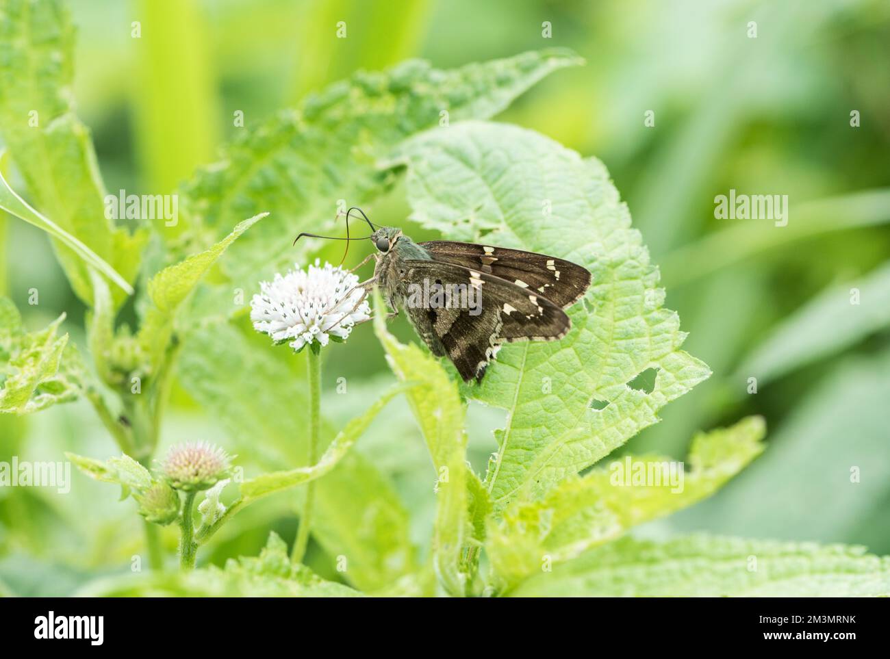 Feeding Long-tailed Skipper (Urbanus proteus) in Mexico Stock Photo - Alamy