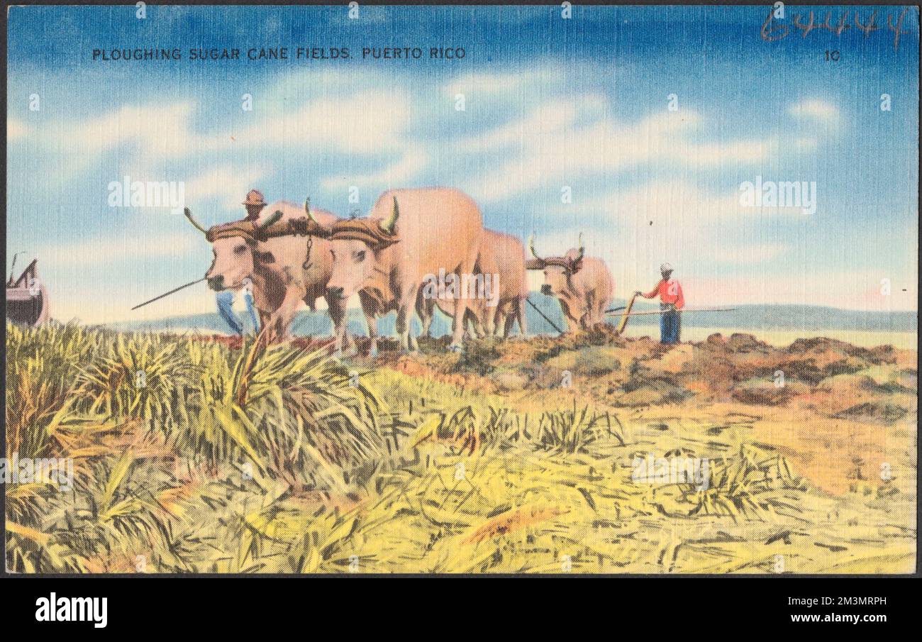 Ploughing sugar cane fields, Puerto Rico , Sugar plantations, Oxen ...