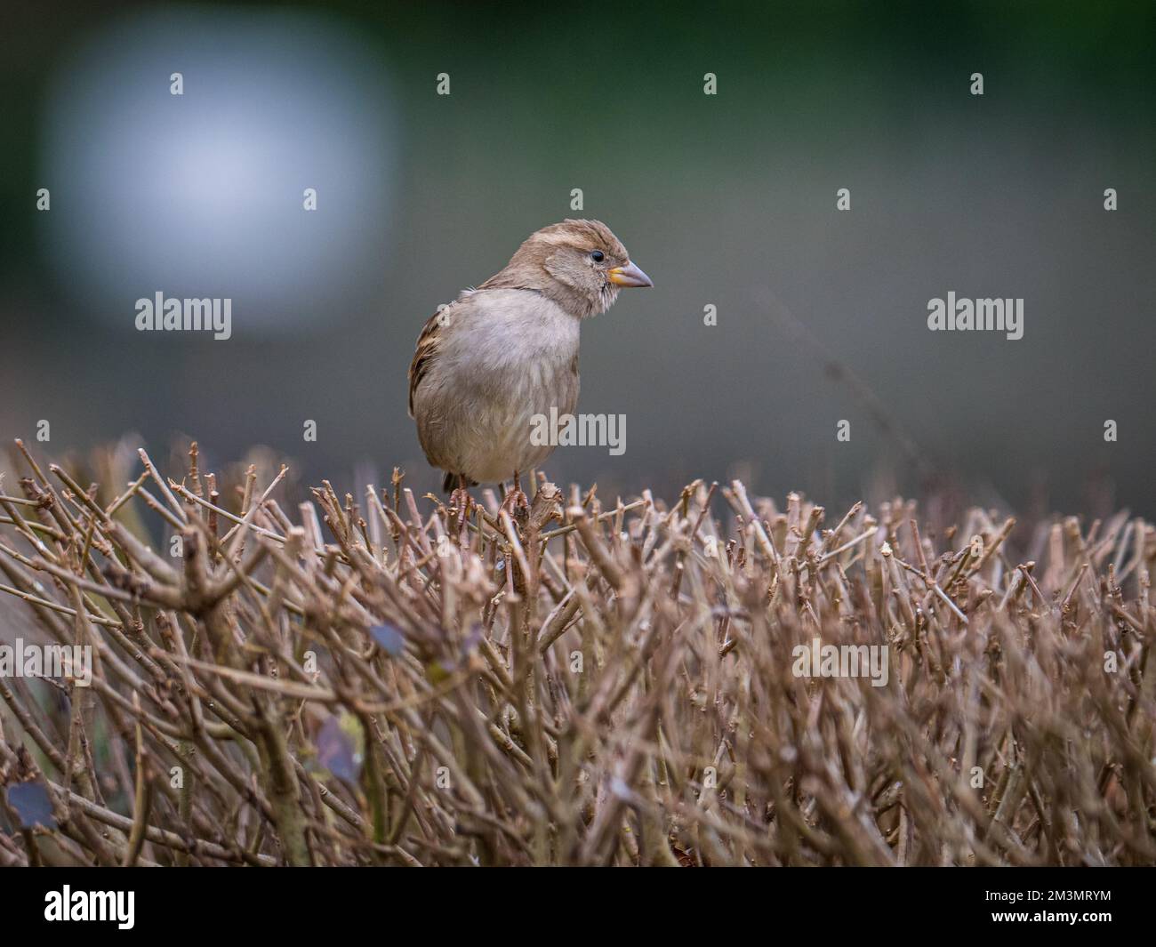 A closeup shot of a house sparrow (Passer domesticus Stock Photo - Alamy