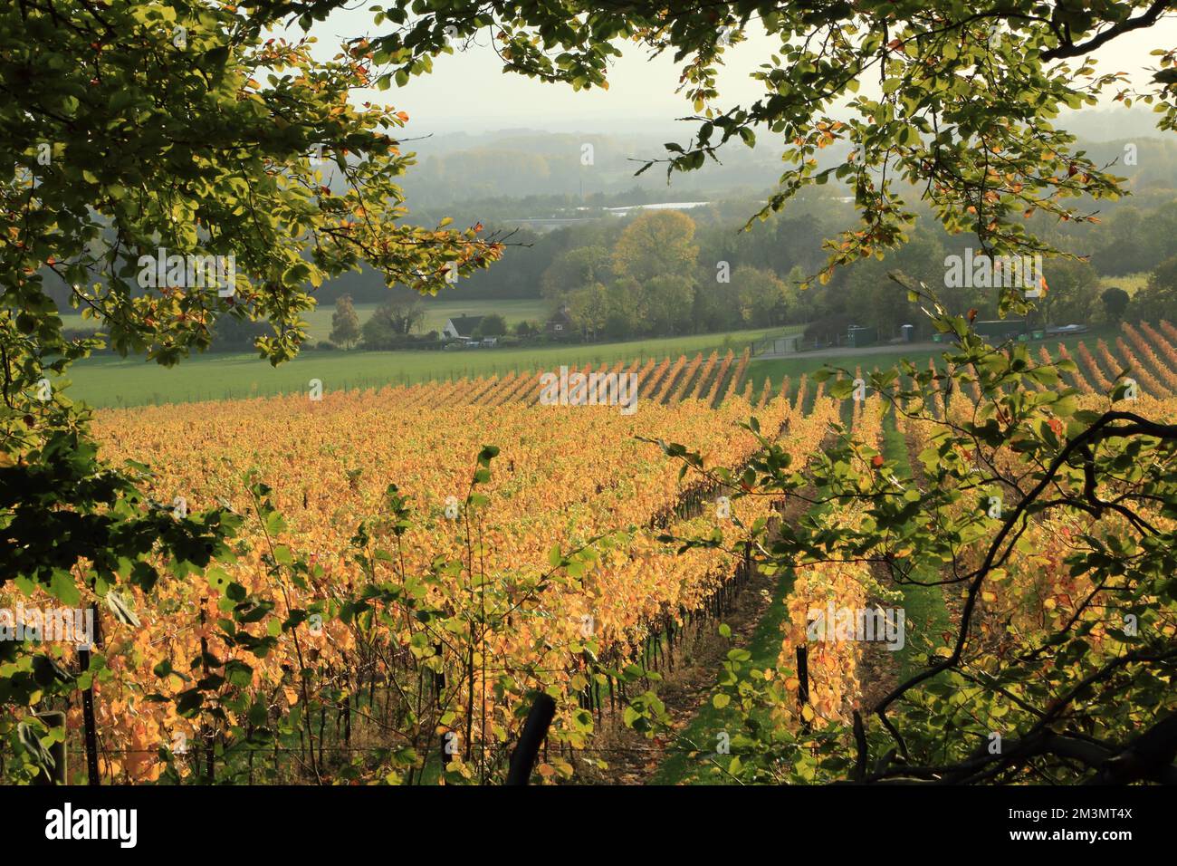 Westwell vineyard hi-res stock photography and images - Alamy