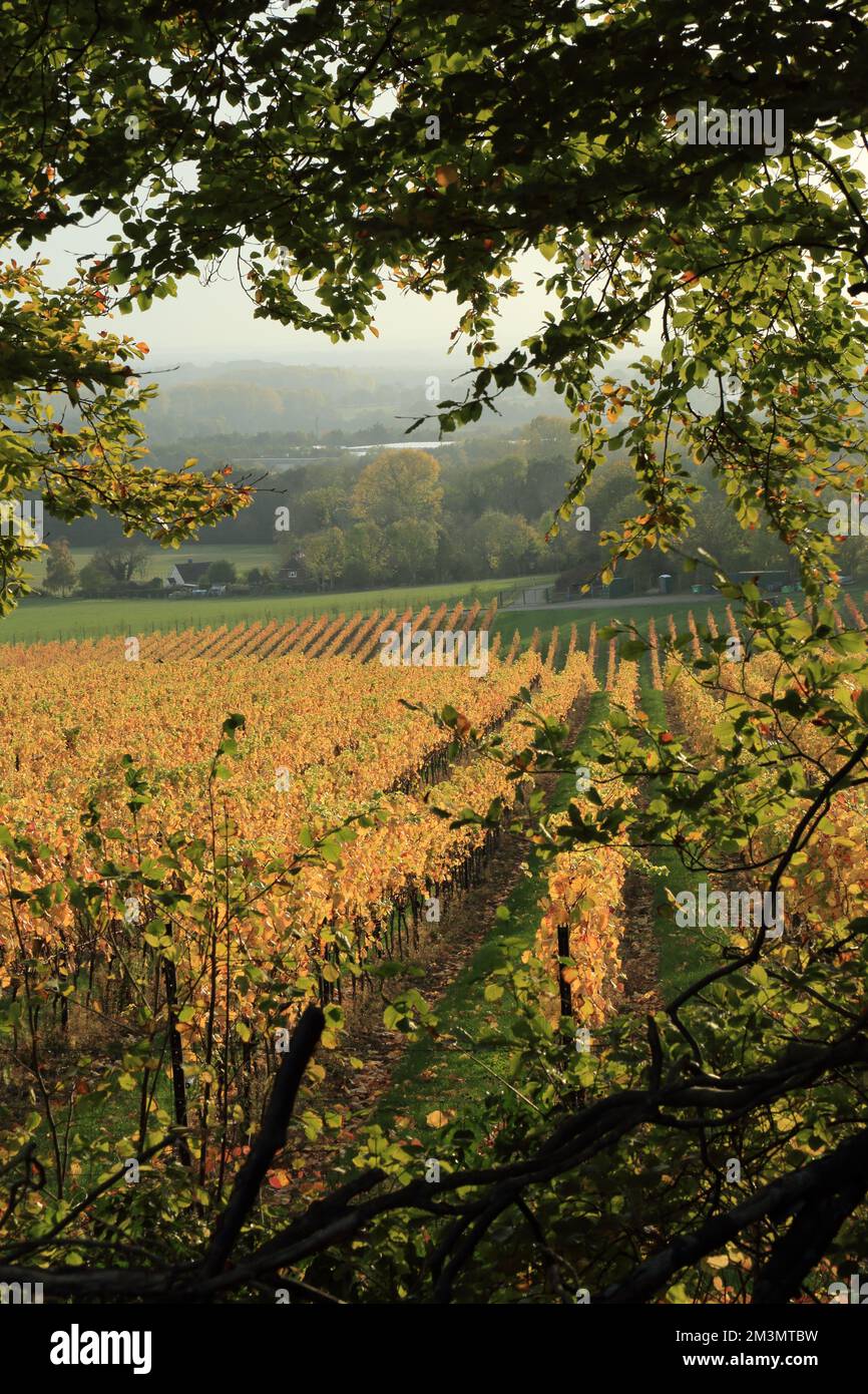 Autumnal view through trees of vineyard from North Downs Way and ...