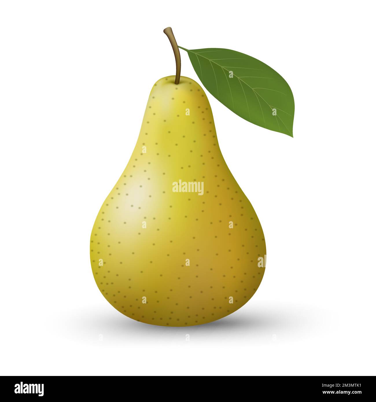 Realistic isolated pear Stock Vector Image & Art - Alamy