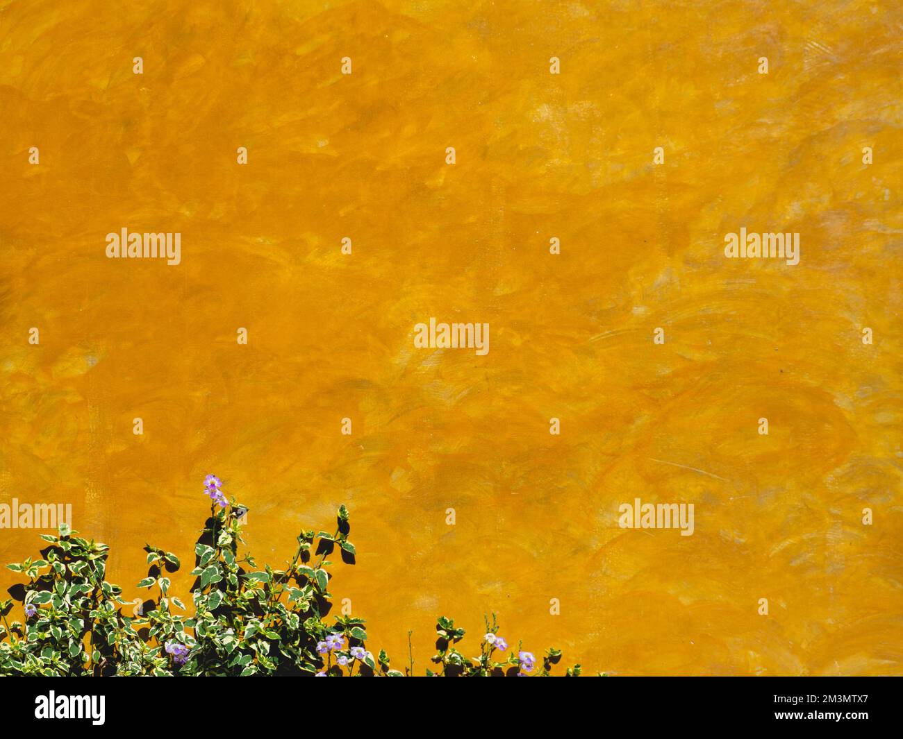 Yellow plaster walls and flowers Stock Photo - Alamy