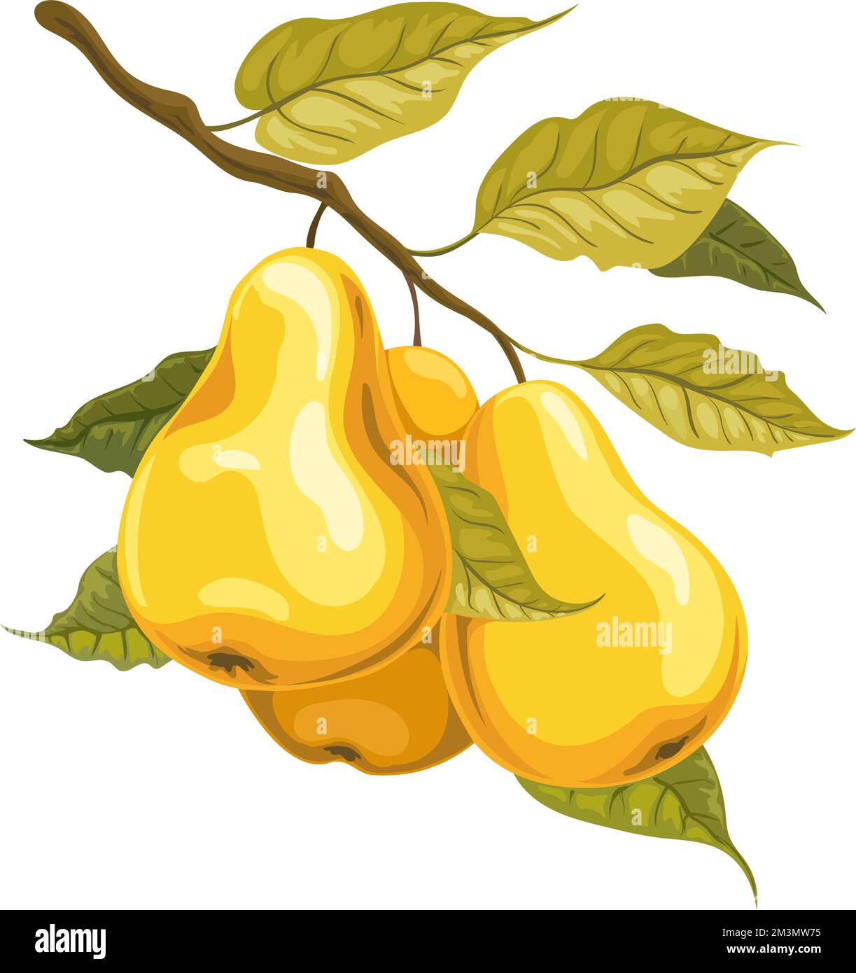 Pears on branch watercolor style Stock Vector Image & Art - Alamy