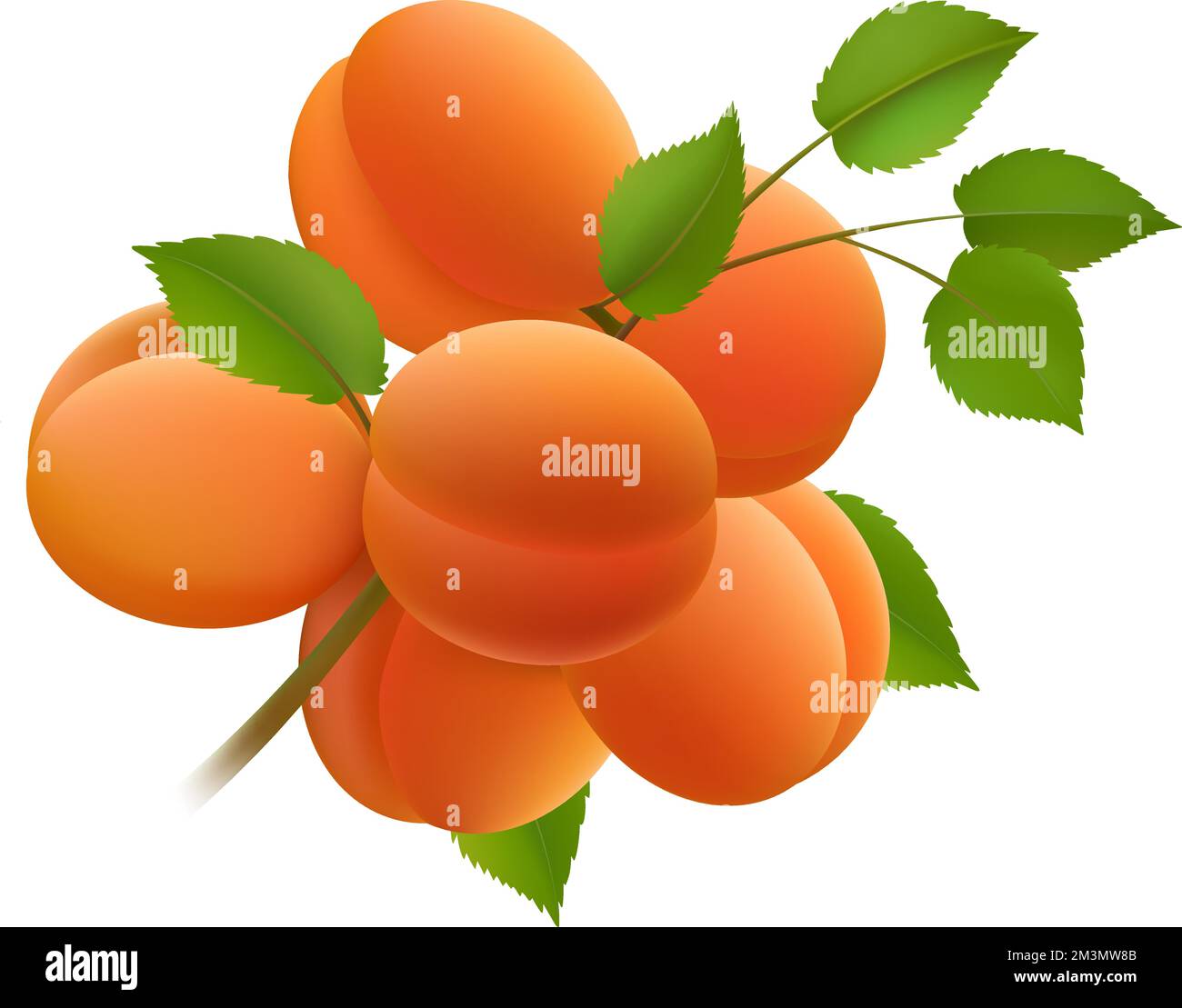 Apricot bunch hi-res stock photography and images - Alamy