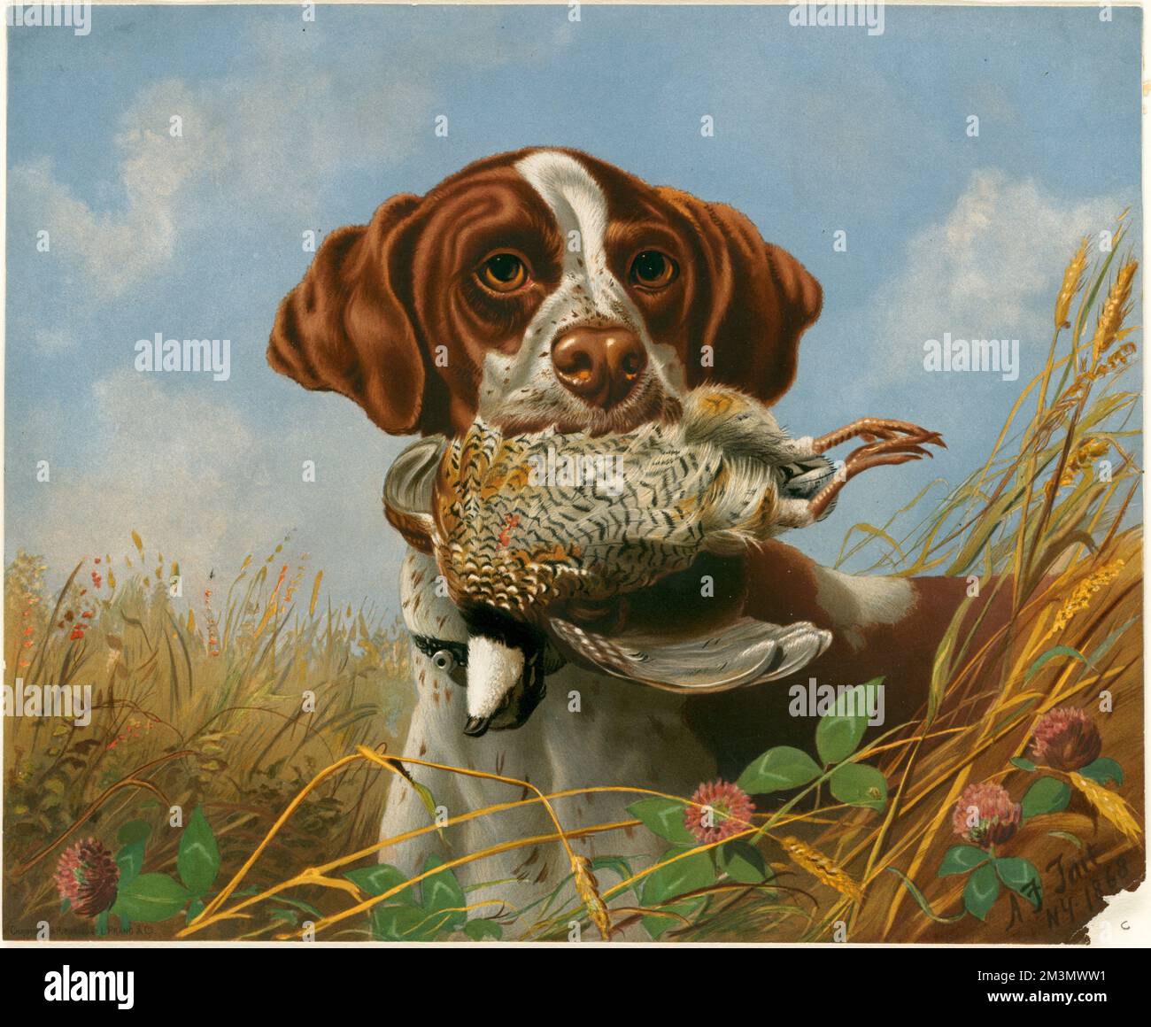 Pointer and quail , Hunting dogs, Quails, Dead animals. Louis Prang ...