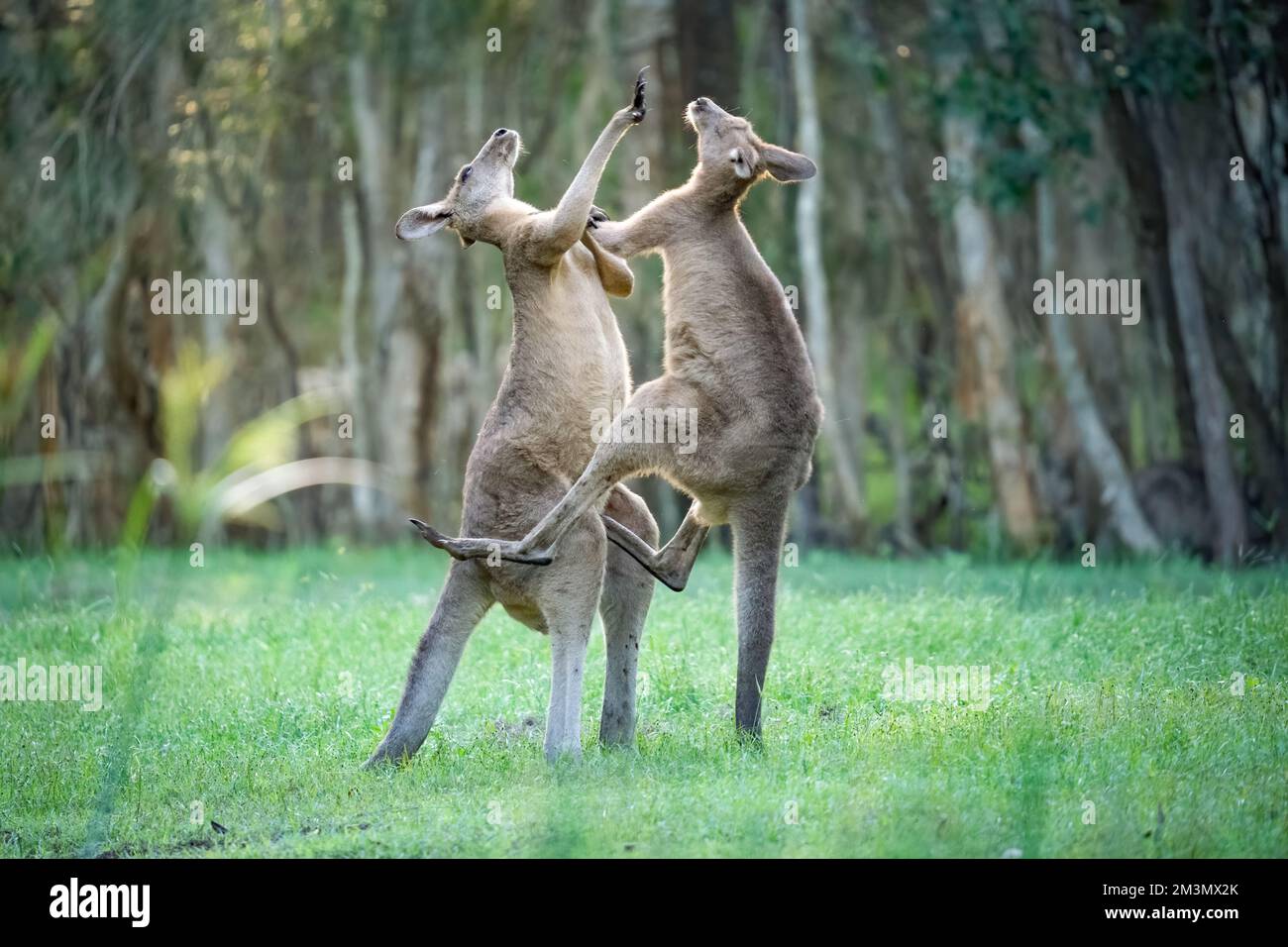 Male kangaroos fighting hi-res stock photography and images - Alamy