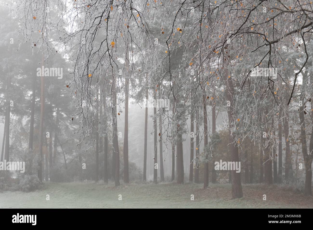 Pine trees in freezing fog and hoar frost, Frimley, Surrey, England, UK ...
