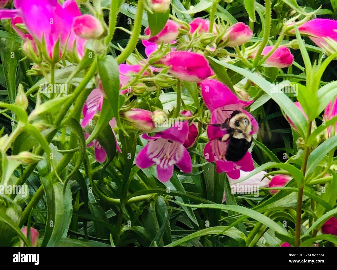 A closeup shot of a bumble bee on a pink flower Stock Photo - Alamy