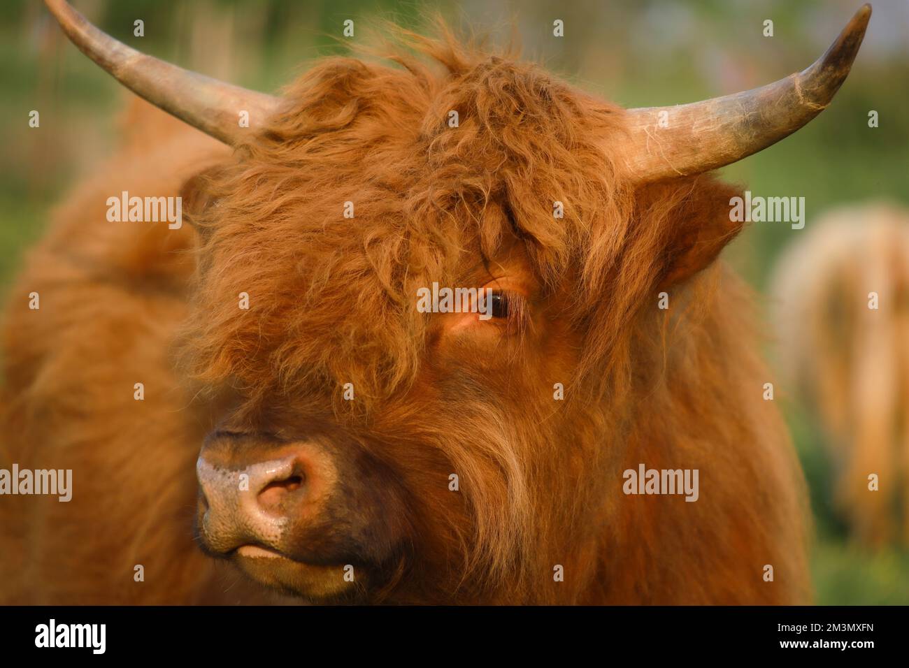 Animals on a farm Cows, Goats, Horses etc Stock Photo - Alamy