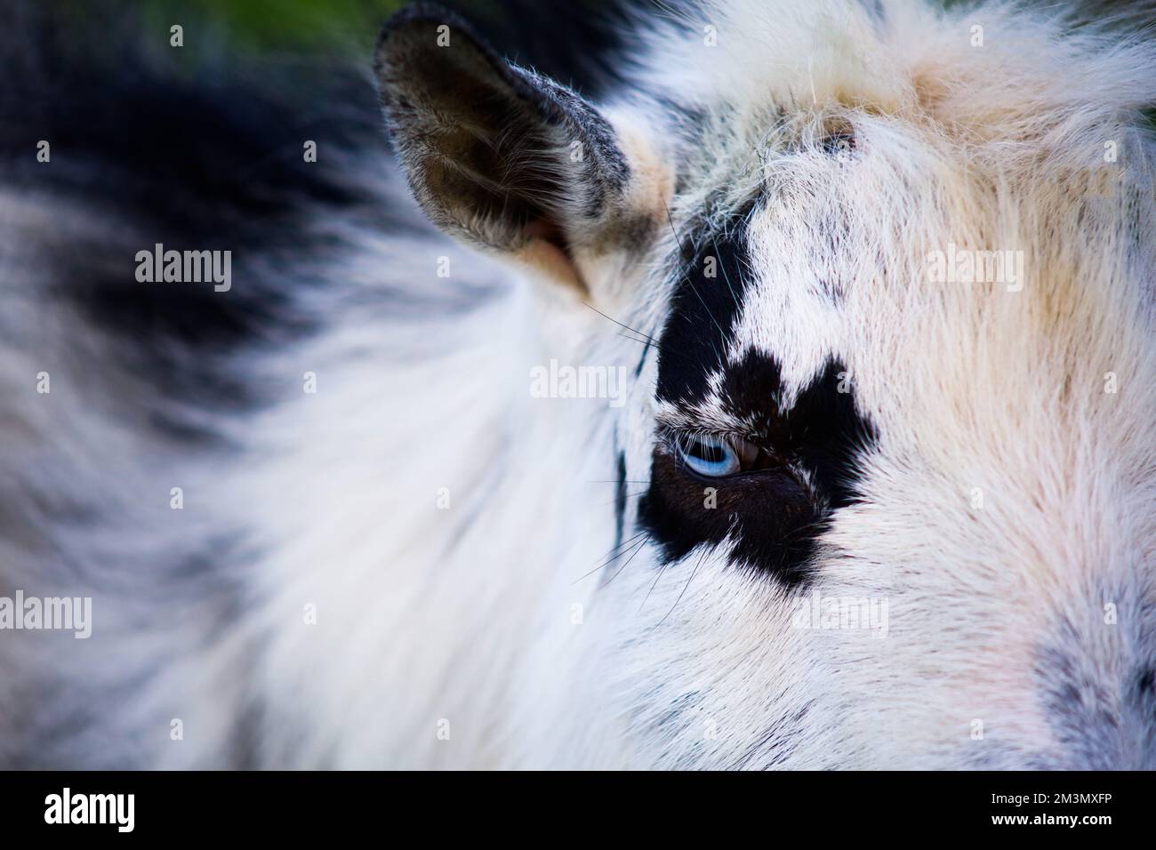 Farm animals cows horses hi-res stock photography and images - Alamy