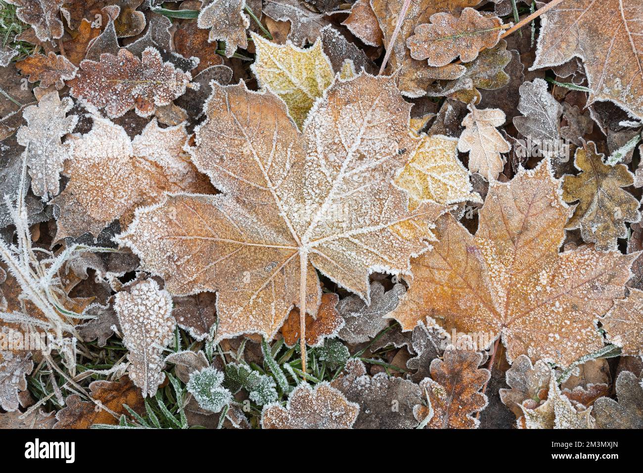 Frosty leaves on woodland floor on a cold winter morning, UK Stock ...
