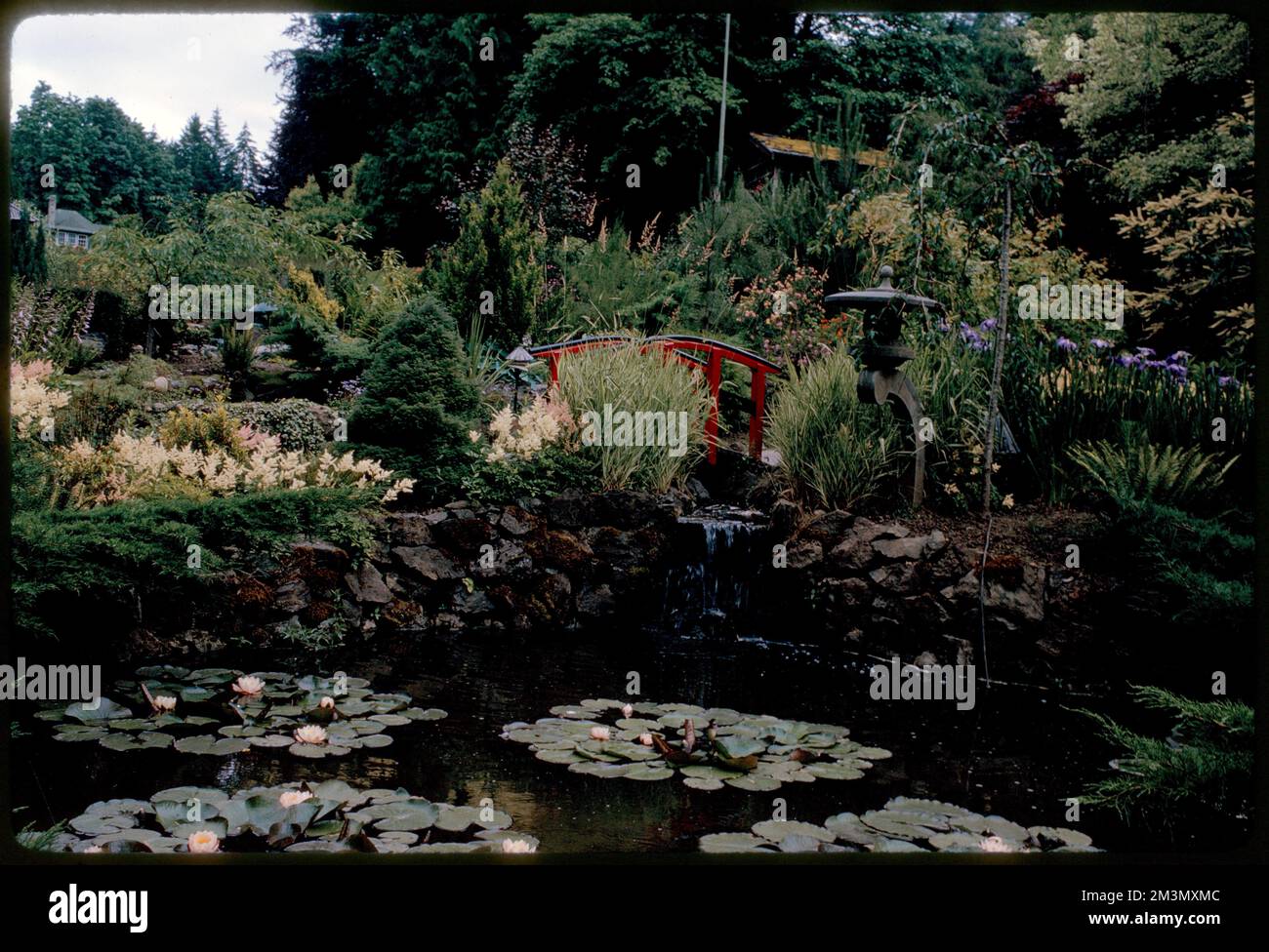 Pond with bridge, small waterfall, and water lilies in a Japanese ...