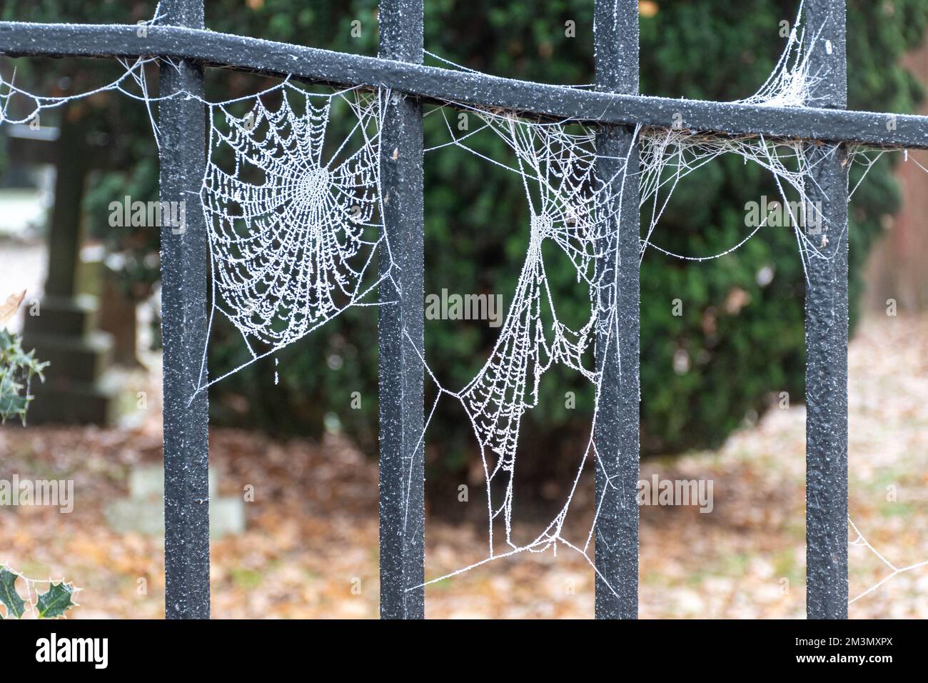 Frosty cobwebs or spiders webs on metal railing after a hoar frost in ...