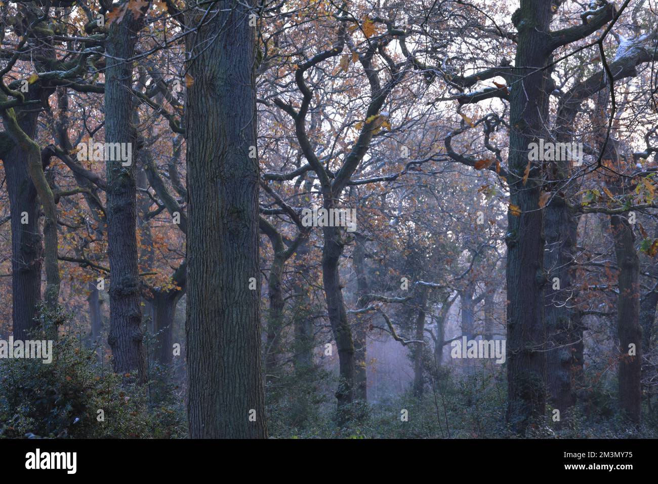A scenic shot of trees and leafless branches in the Sutton Park ...