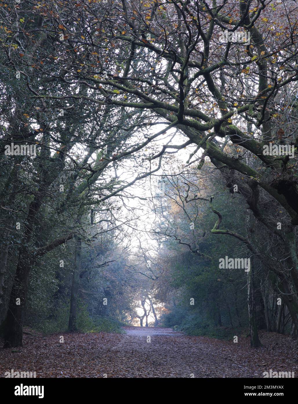A vertical shot of a road surrounded by leafless trees in the Sutton ...