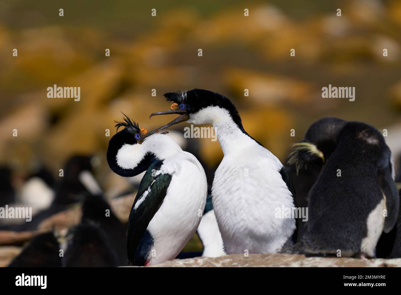 Pair of Imperial Shag (Phalacrocorax atriceps albiventer) engaged in a ...
